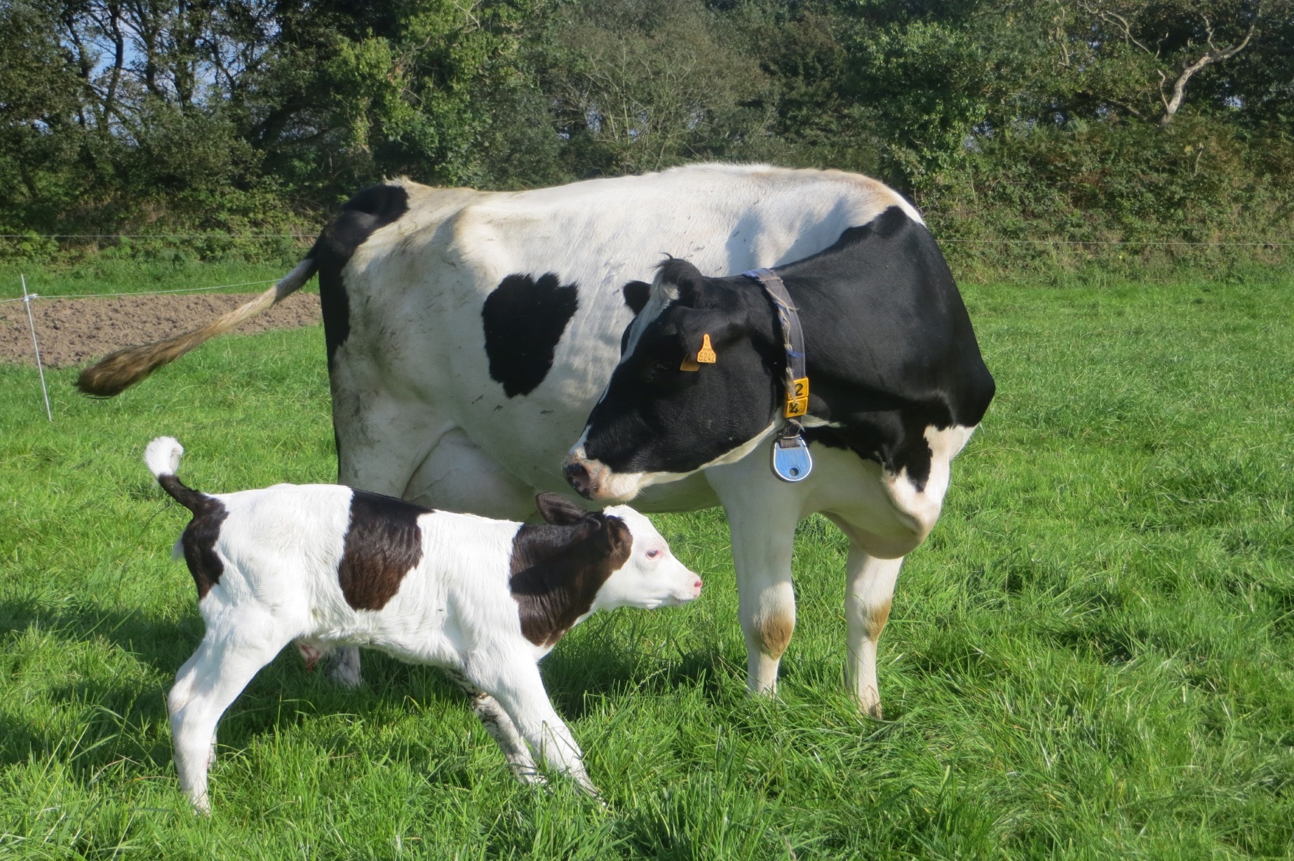 La vache et son petit veau - La grange des Abers
